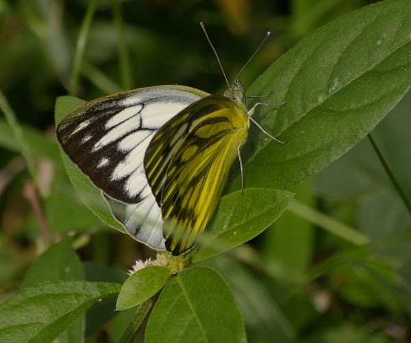 Pioneer / Caper White | Project Noah