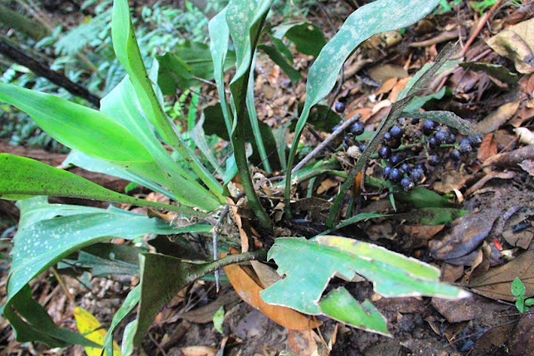 Hanguana malayana | Project Noah