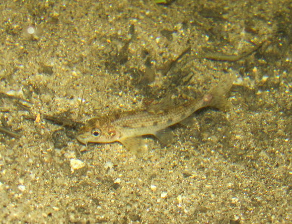 Iberian barbel,Barbo comum | Project Noah