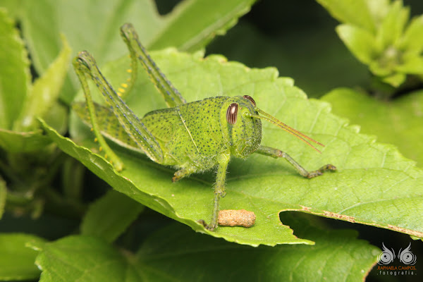 Schistocerca sp. | Project Noah