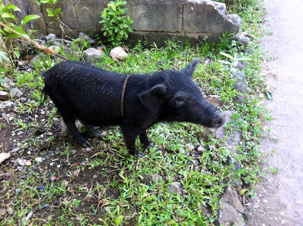 baboy ramo (wild pig) | Project Noah