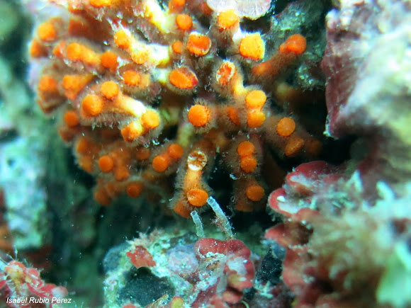 Falso coral | Project Noah