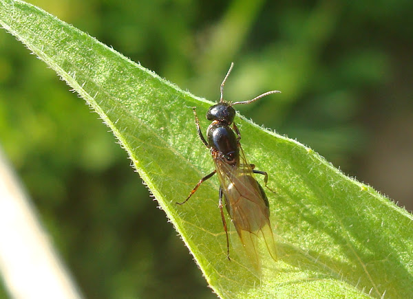 Ant / Mrav ♀ | Project Noah