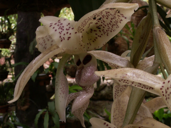 Orquídea Toritos, Stanhopea | Project Noah
