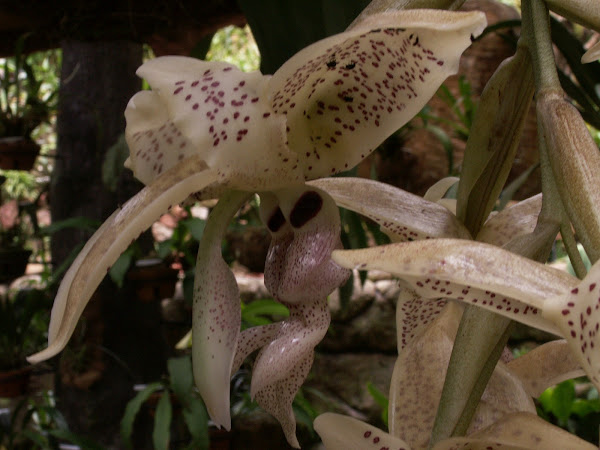 Orquídea Toritos, Stanhopea | Project Noah