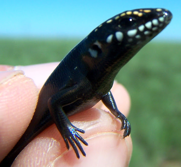 Great Plains Skink | Project Noah