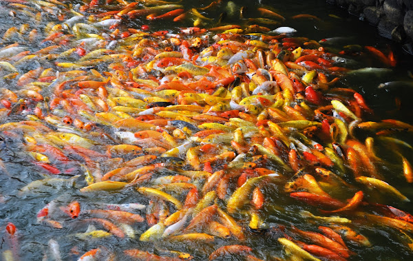 Koi fish | Project Noah