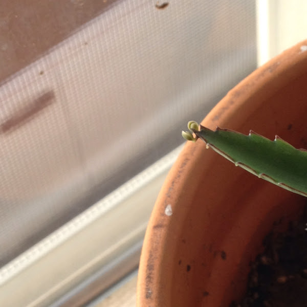 Maternity plant | Project Noah