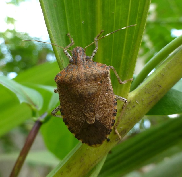 Brown Marmorated Stink Bug | Project Noah