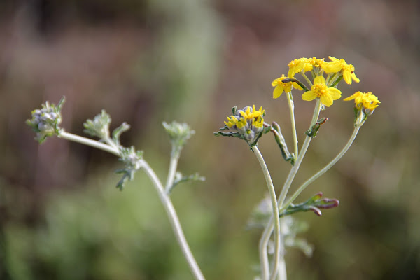 Yellow Yarrow | Project Noah