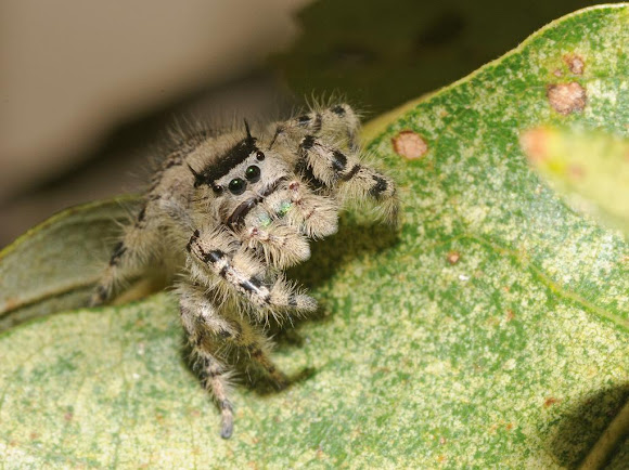 Canopy jumping spider | Project Noah