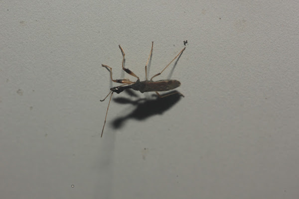 Long-necked seed bug | Project Noah