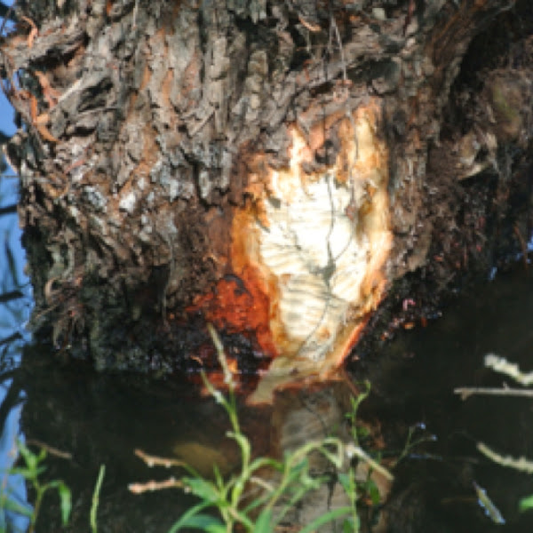 Beaver teeth marks | Project Noah