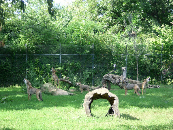 Red Wolves | Project Noah