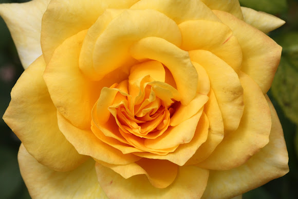 Gold Medal Rose | Project Noah