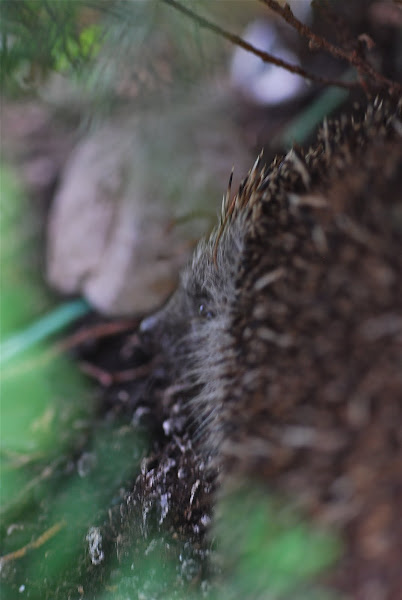 Hedgehog, Igel | Project Noah