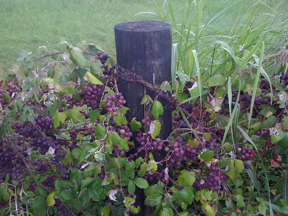 Mustang grape | Project Noah