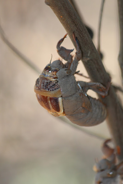 Northern Double Drummer Cicada | Project Noah