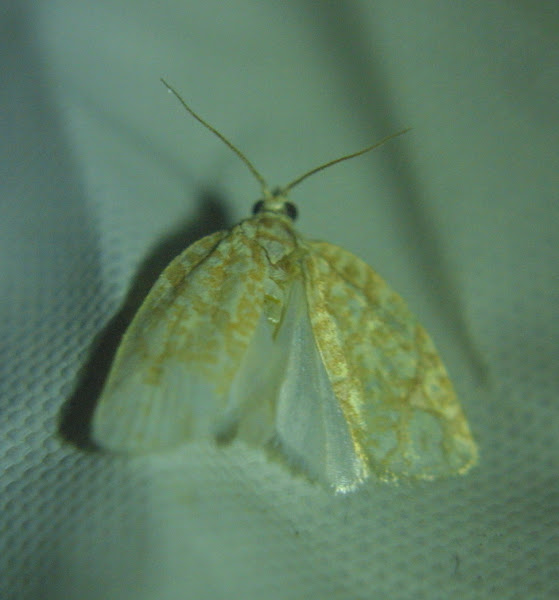 Oak Leafroller Moth | Project Noah