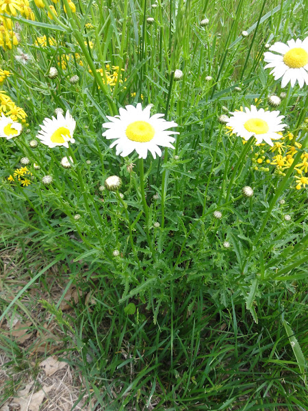 Ox-eye Daisy | Project Noah