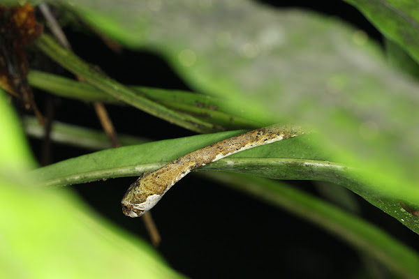 Blunthead Slug Snake | Project Noah