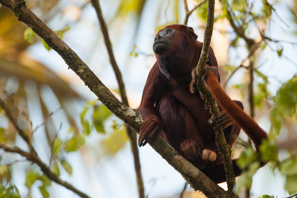 Venezuelan Red Howler Monkey | Project Noah