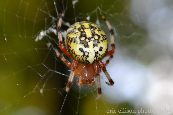 marbled orbweaver | Project Noah