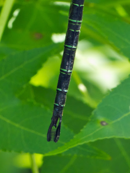 Swamp Darner dragonfly (male) | Project Noah