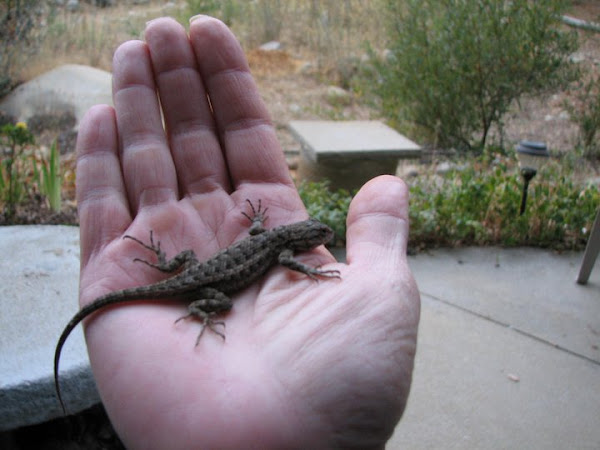 Lizard | Project Noah