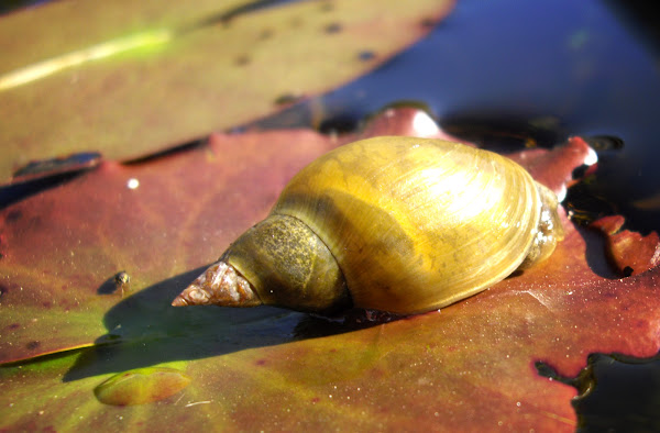 Great Pond Snail | Project Noah