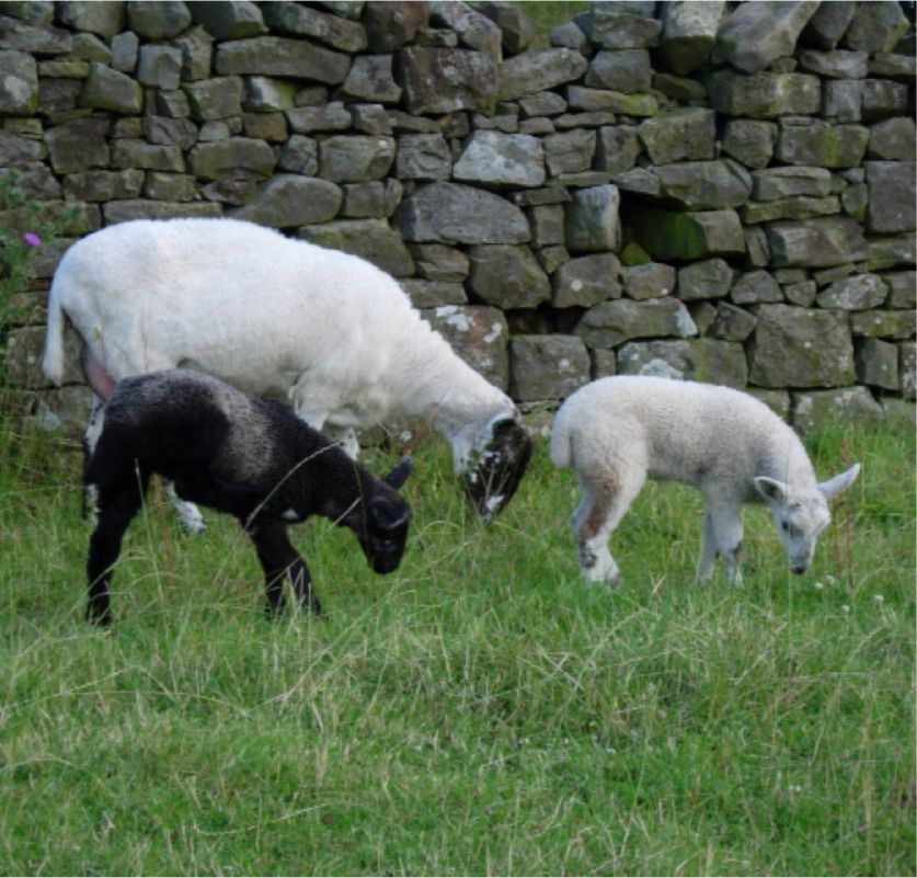 Cordero. Lamb | Project Noah