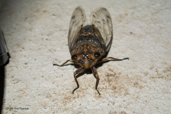 Cicada | Project Noah