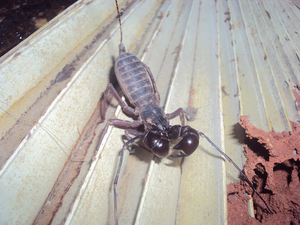 Whip scorpion or Vinegarone | Project Noah