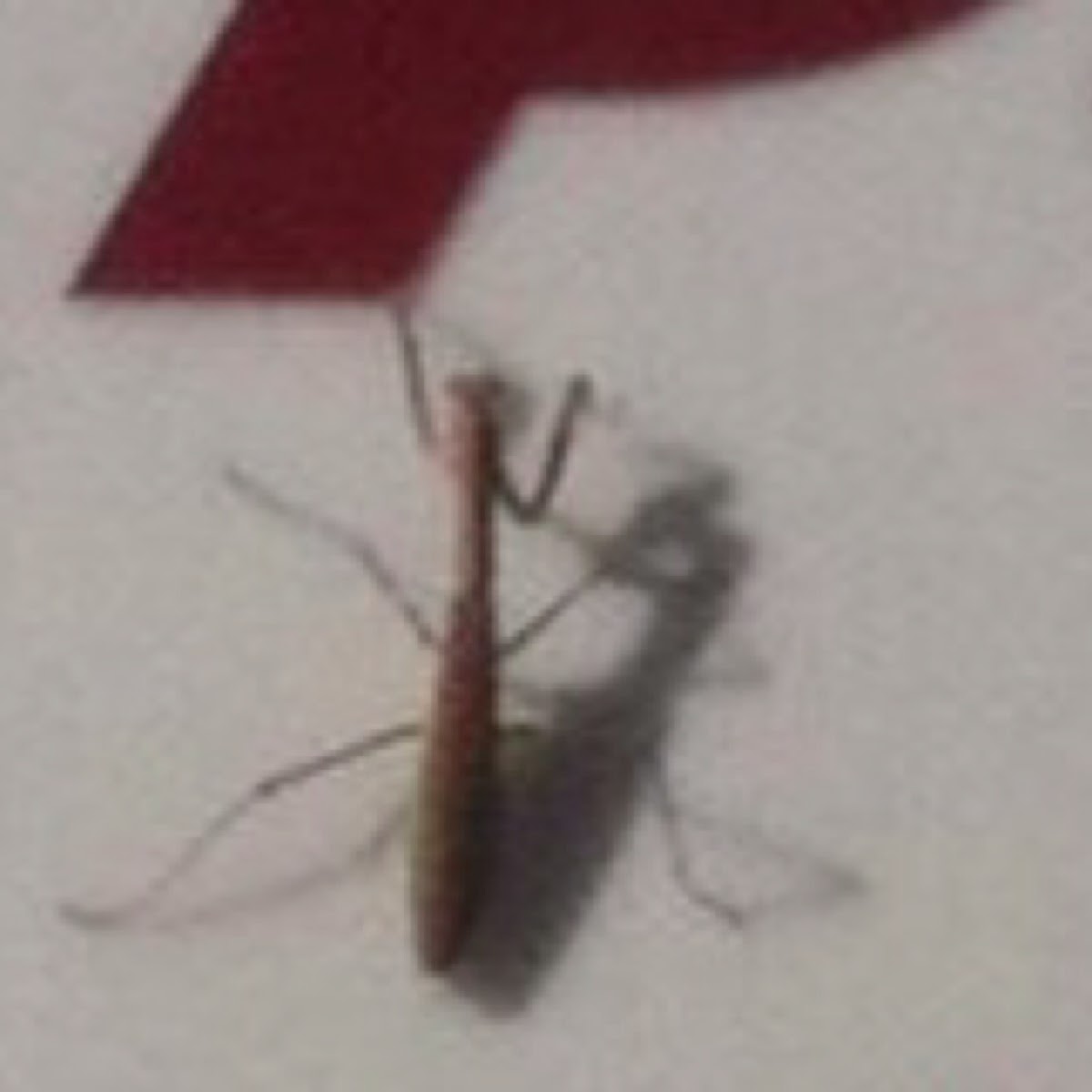 Chinese Mantis | Project Noah