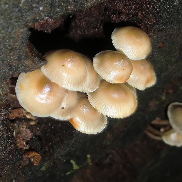 Mycena cluster | Project Noah