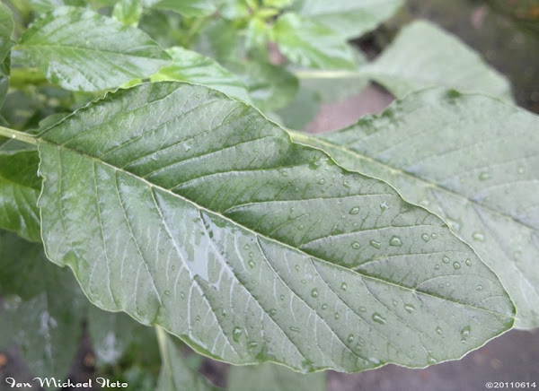 Spiny amaranth, kulitis | Project Noah