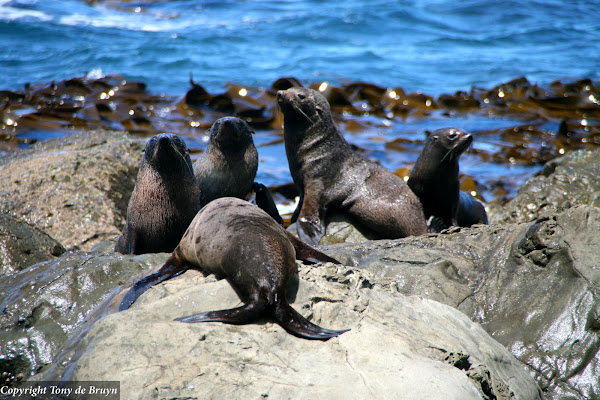 New Zealand fur seals | Project Noah