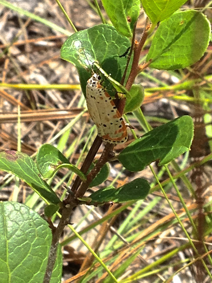 Rattlebox Moth | Project Noah