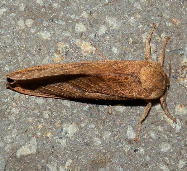 Swift Moth - ♀ | Project Noah