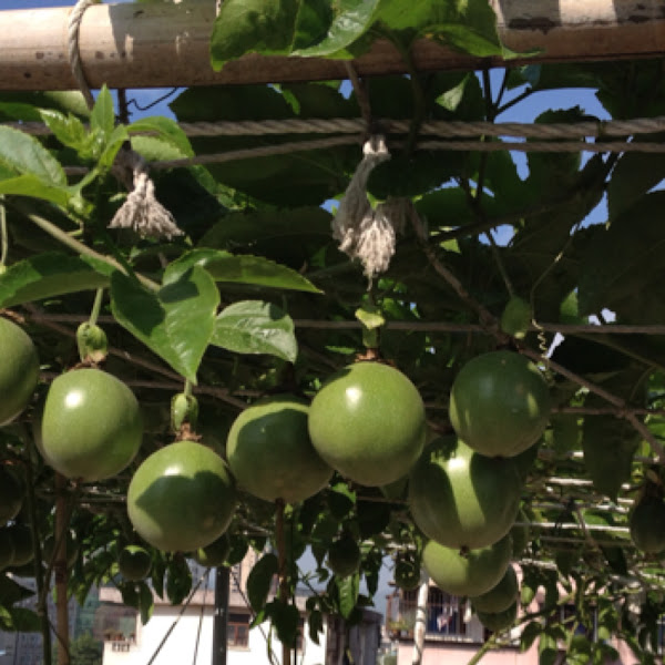 Spotting | Project Noah