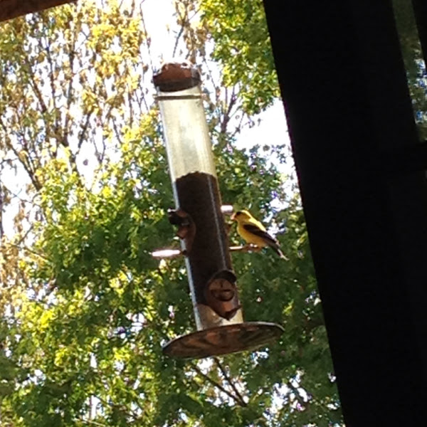 Goldfinch | Project Noah