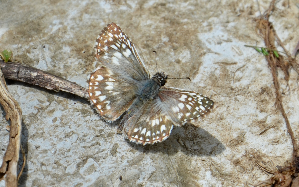 Tropical checkered skipper | Project Noah