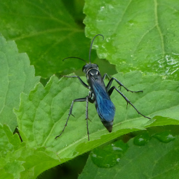 Spider Wasp | Project Noah