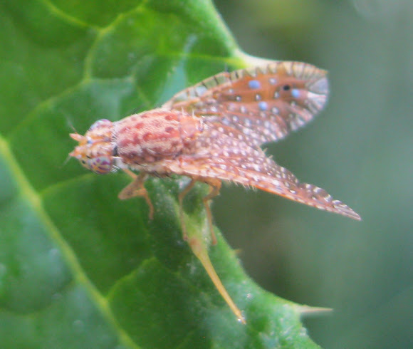Tephritid Fruit Fly | Project Noah
