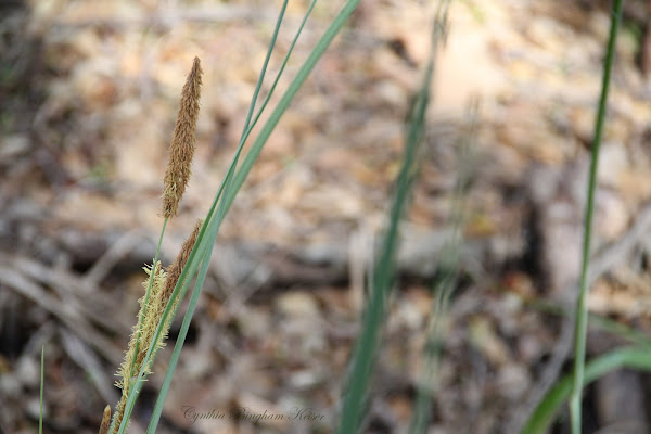 Nebraska Sedge | Project Noah