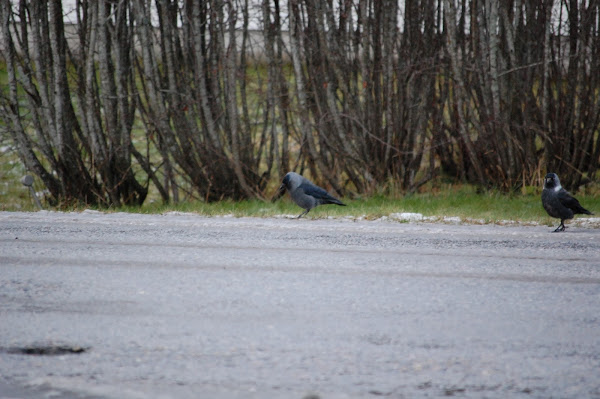 Jackdaw | Project Noah