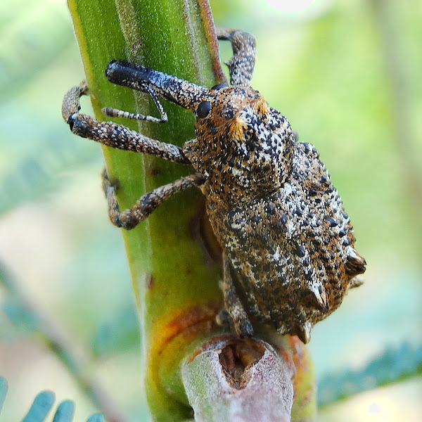 Elephant weevil | Project Noah