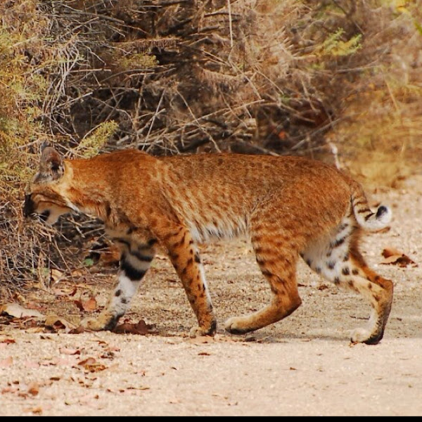 Bobcat | Project Noah