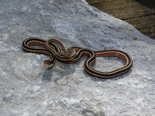 Eastern ribbonsnake | Project Noah