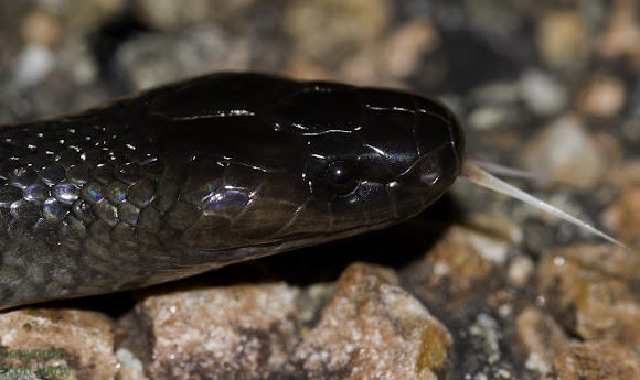 Eastern Small-eyed Snake | Project Noah